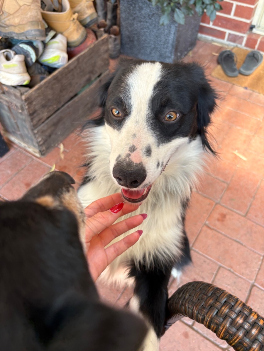 Oscar - Medium Male Border Collie Dog in VIC - PetRescue