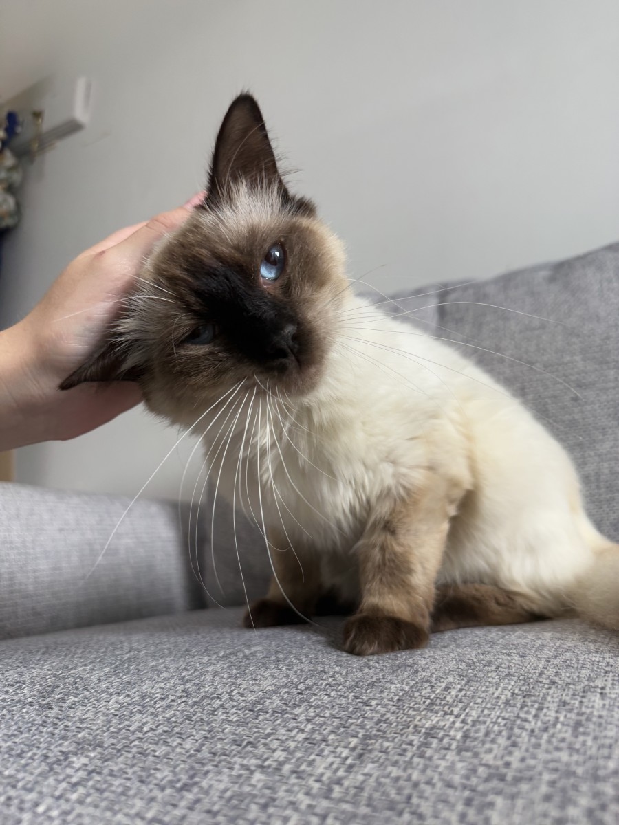 Charli - Male Birman Mix Cat in NSW - PetRescue