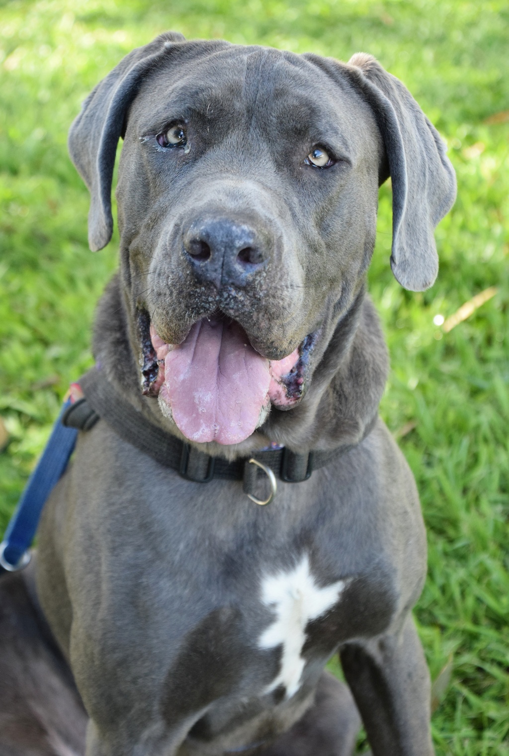 Cheezel - Large Male Neapolitan Mastiff Mix Dog in QLD - PetRescue
