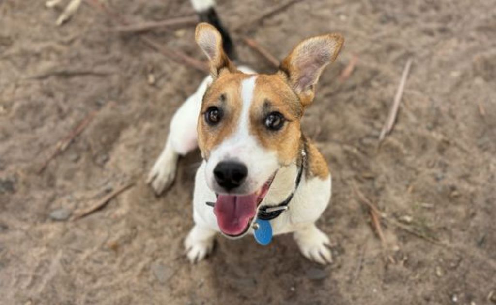 Tractor - Small Male Jack Russell Terrier Mix Dog in VIC - PetRescue