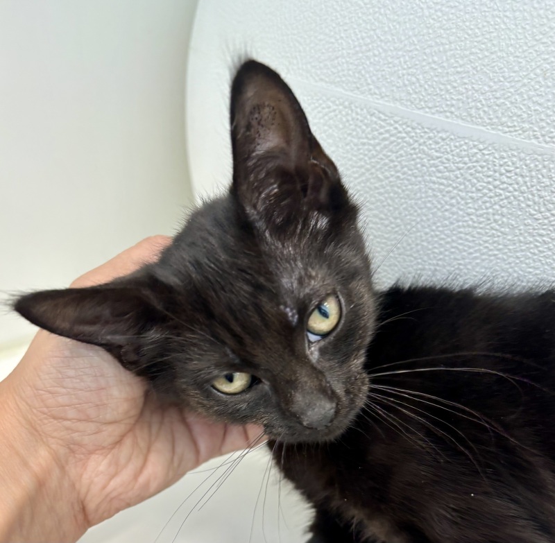 Bonnie - Female Domestic Short Hair (DSH) Cat in NSW - PetRescue