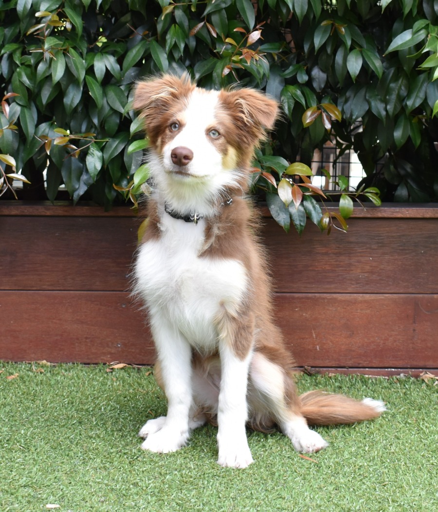 Maple - Medium Female Border Collie Dog in VIC - PetRescue