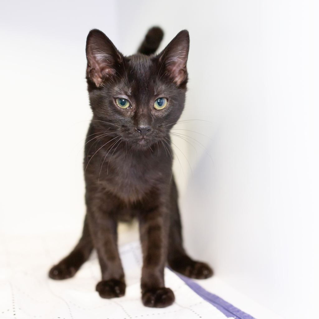 Cackle - Female Domestic Short Hair Mix Cat in QLD - PetRescue