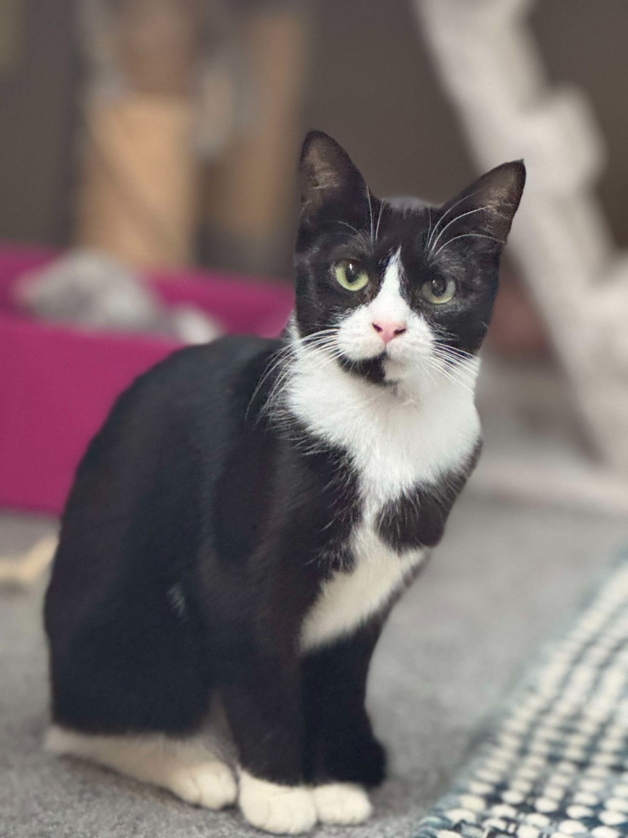 Aria - Female Domestic Short Hair (DSH) Cat in VIC - PetRescue