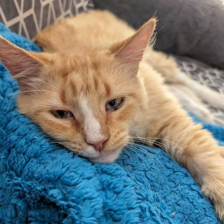 11375 - Kingsley - Male Domestic Long Hair (DLH) Cat in WA - PetRescue