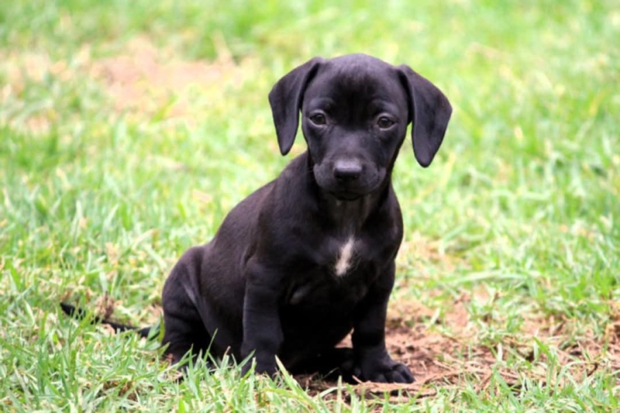 Heidi - Small Female Dachshund x Staffordshire Bull Terrier Mix Dog in ...