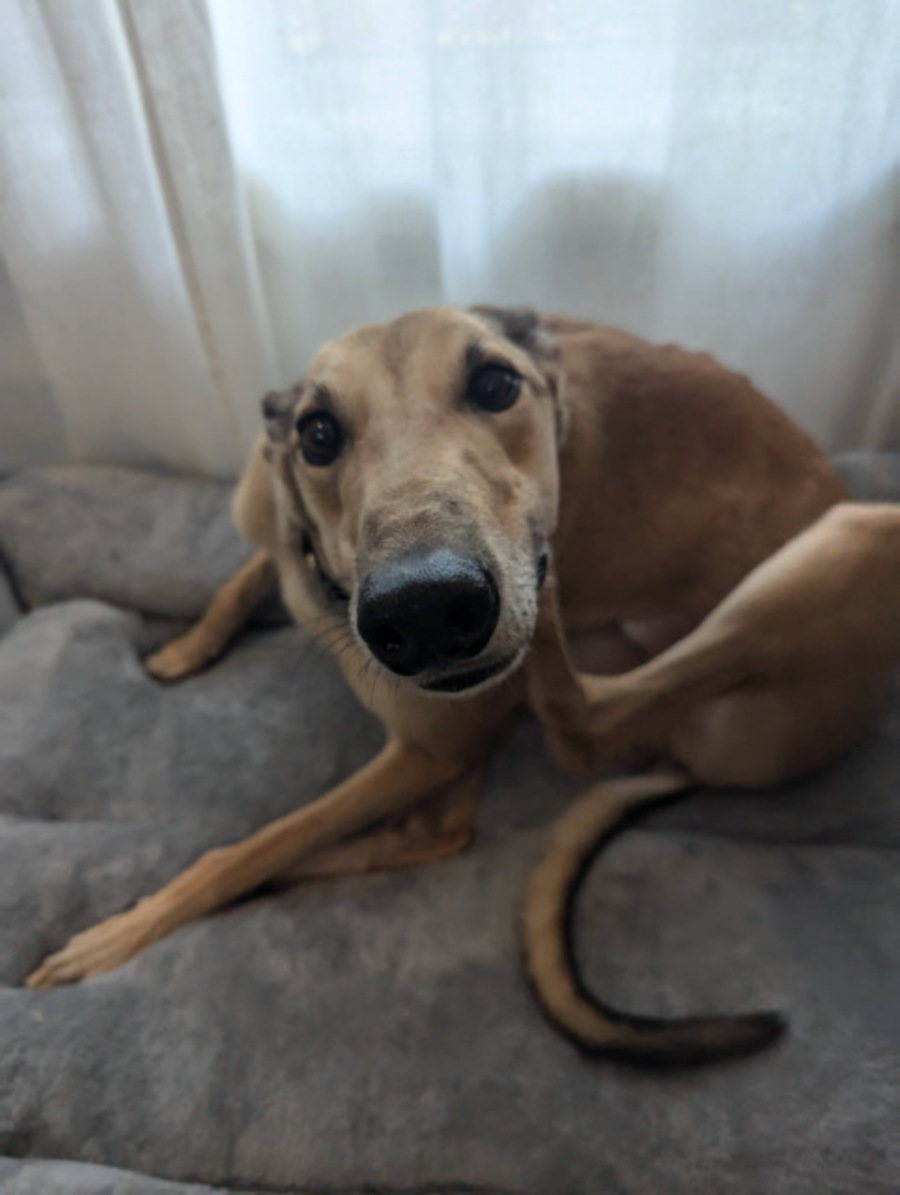Caspian - Large Male Greyhound Dog in VIC - PetRescue