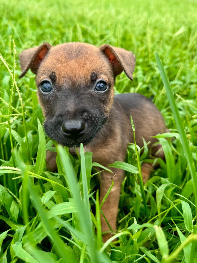Goopy - Small Female Dachshund x German Shepherd Dog Mix Dog in QLD ...