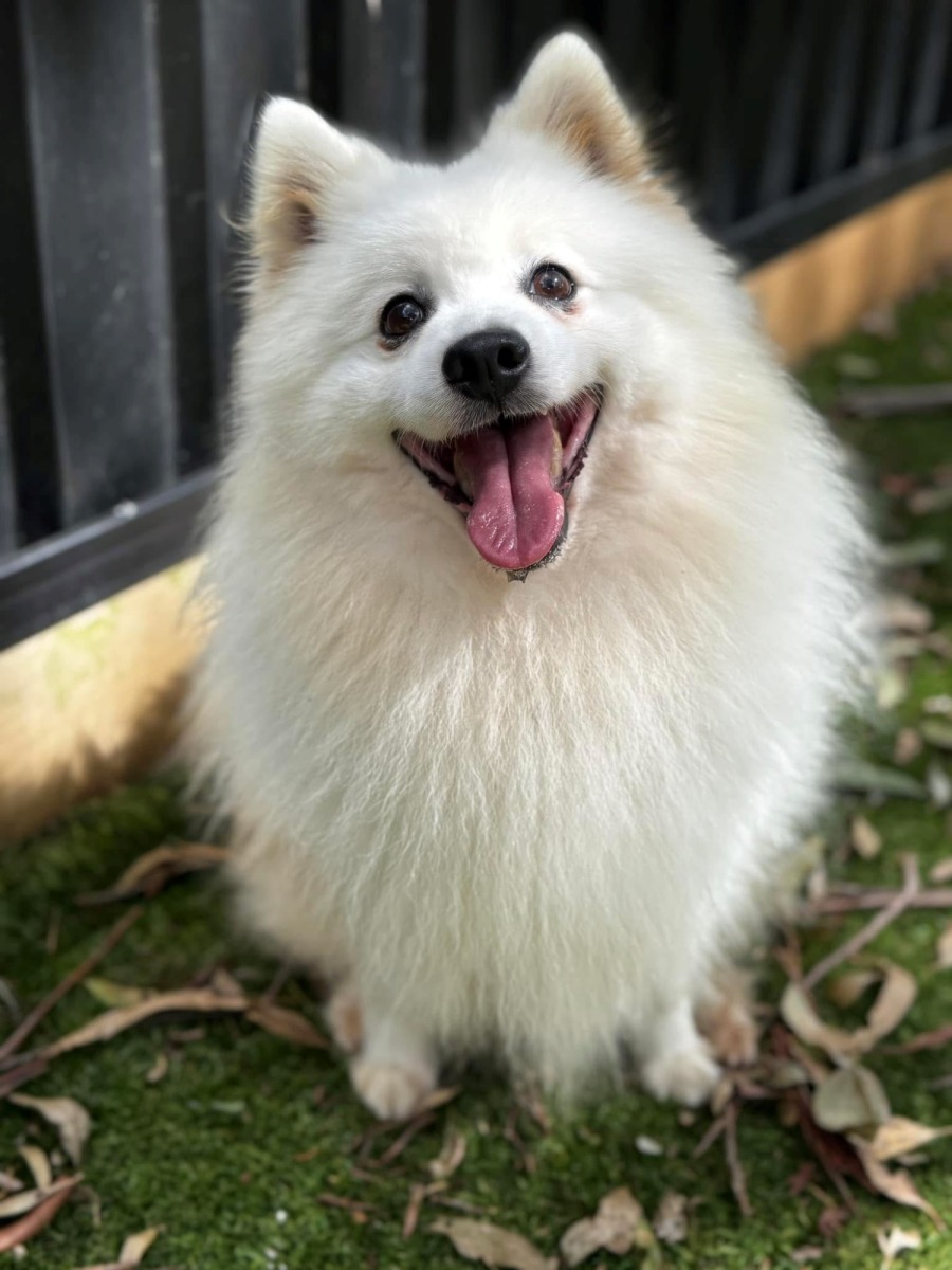 Hoshi - Small Male Japanese Spitz Dog in NSW - PetRescue