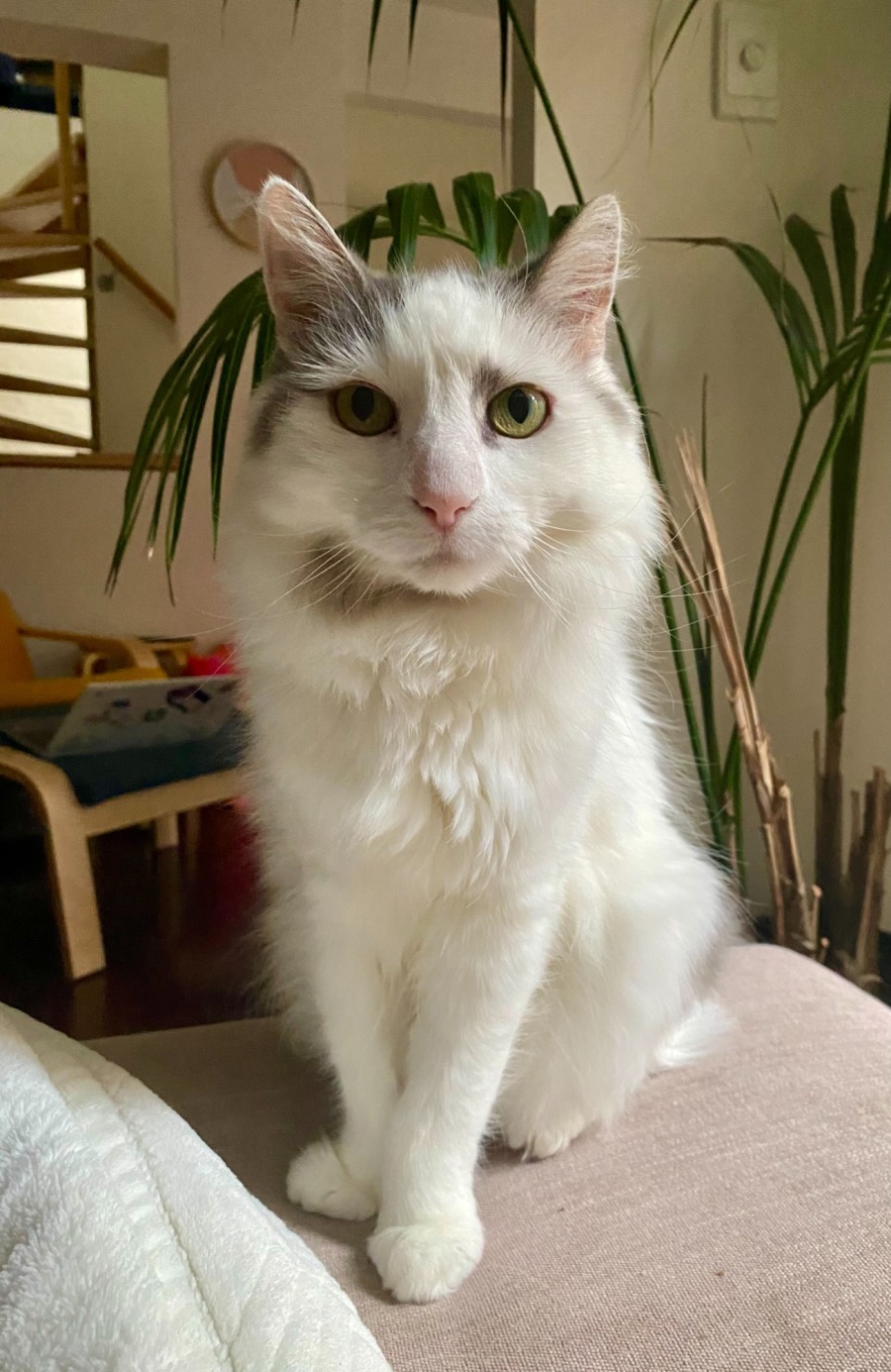 Nigella - Female Domestic Long Hair (DLH) Cat in VIC - PetRescue