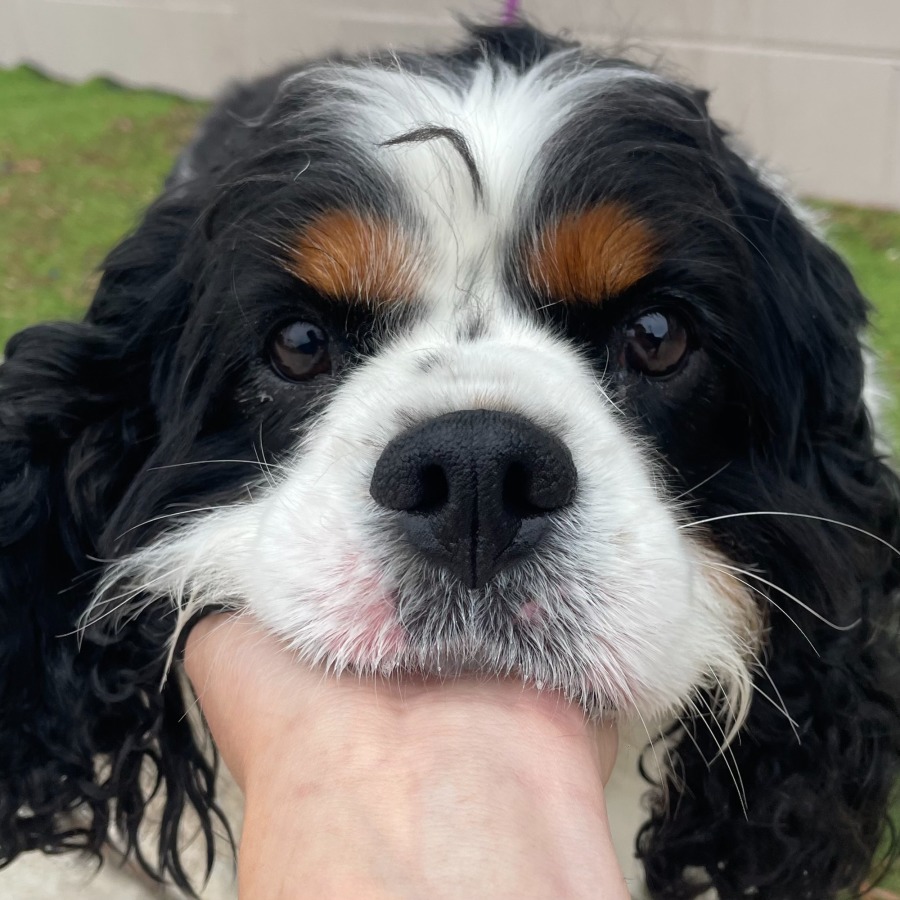 Winston - Medium Male Cavalier King Charles Spaniel Dog in NSW - PetRescue
