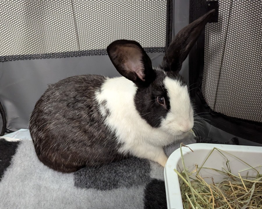 Connie - Female Flemish Giant Mix Rabbit in VIC - PetRescue