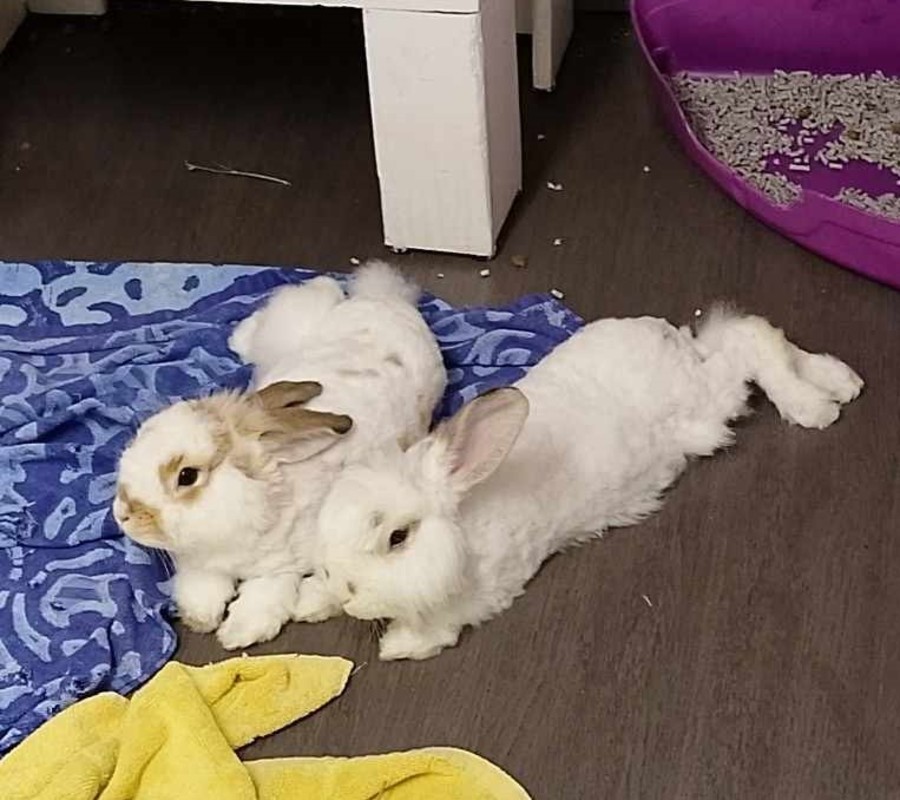 Benny & Bicky - Male Cashmere Lop Rabbit in VIC - PetRescue