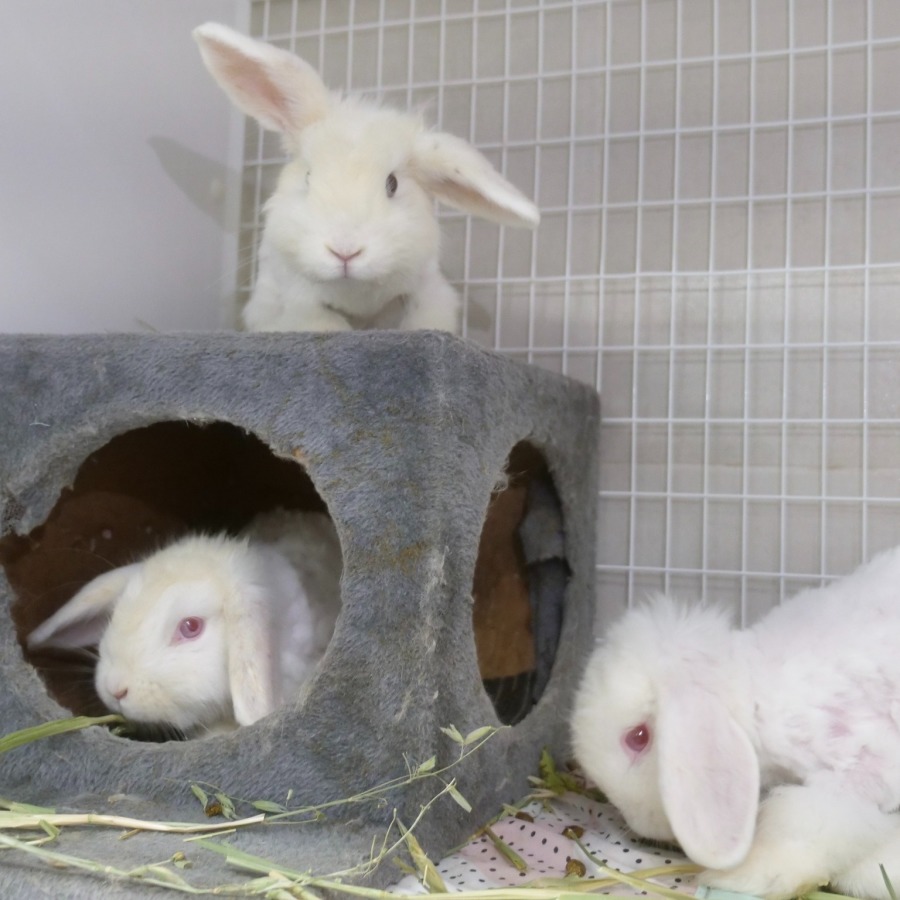 Chantilly, Ivory & Tibet - Female Cashmere Lop Rabbit in VIC - PetRescue