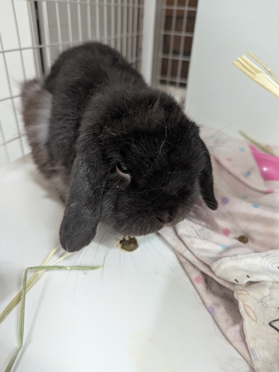 Mars - Male Lop Eared Rabbit in VIC - PetRescue