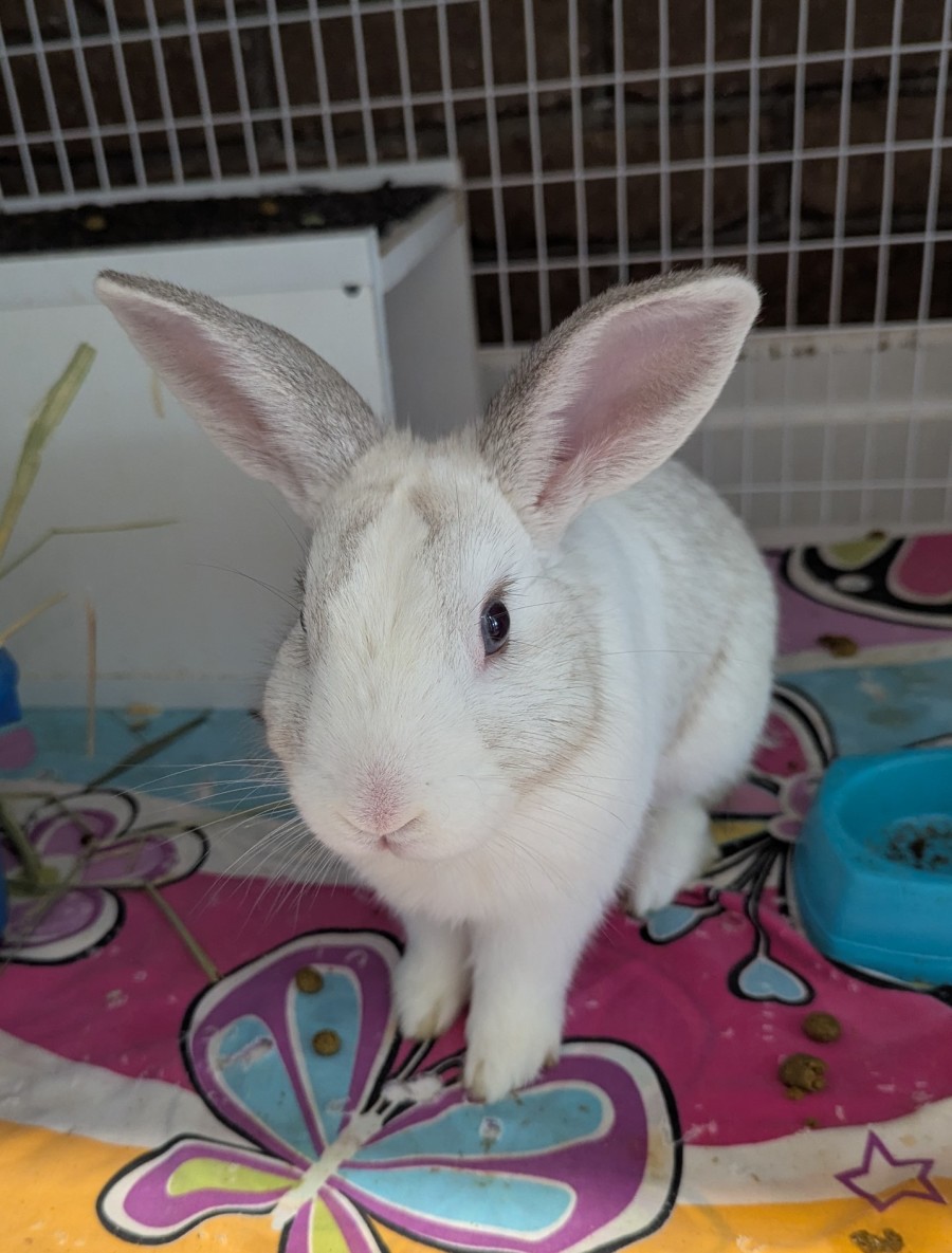 Mucho - Male Dwarf Mix Rabbit in VIC - PetRescue