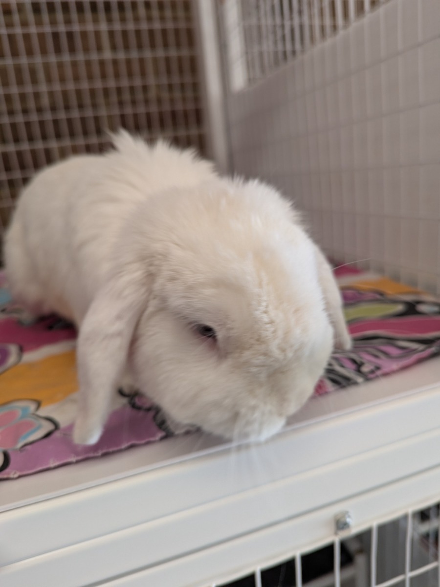 Tidy - Male Lop Eared Rabbit in VIC - PetRescue