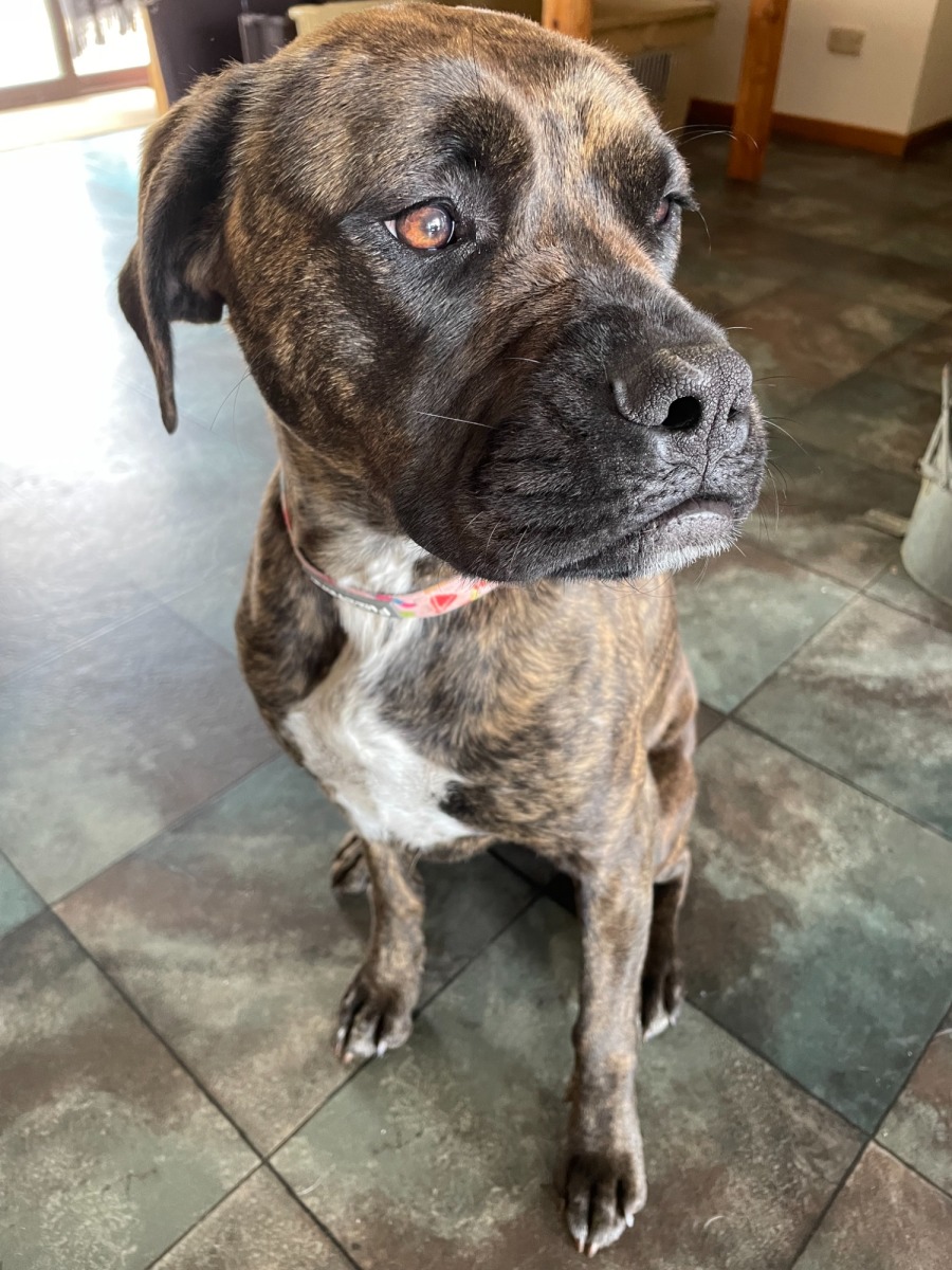 Cinzano - Medium Female Mastiff x Pointer Mix Dog in VIC - PetRescue