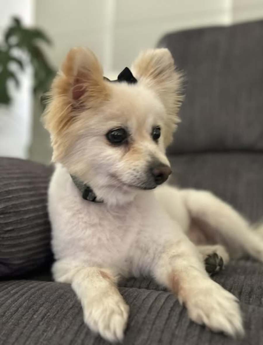 Bella - Small Female Pomeranian x Shih Tzu Dog in QLD - PetRescue