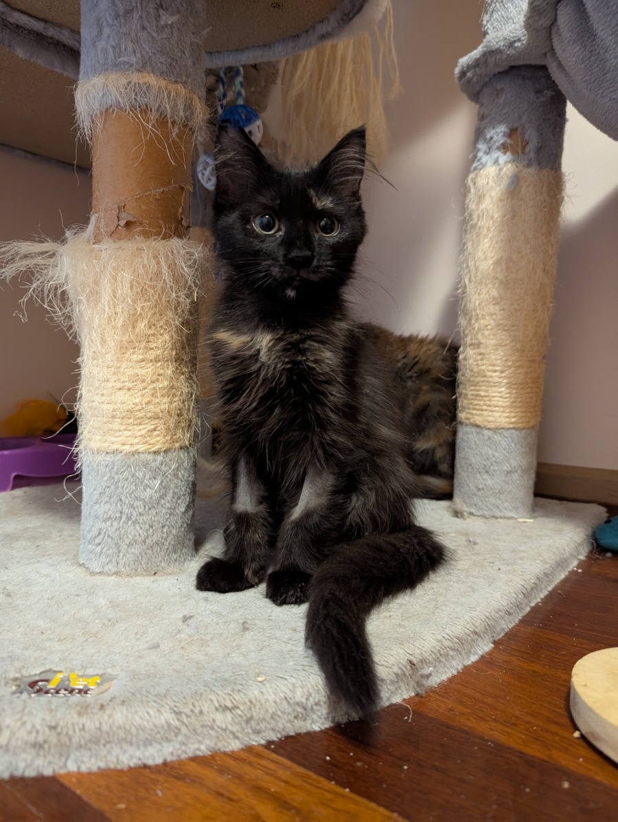 Amber - Female Domestic Long Hair (DLH) Cat in VIC - PetRescue