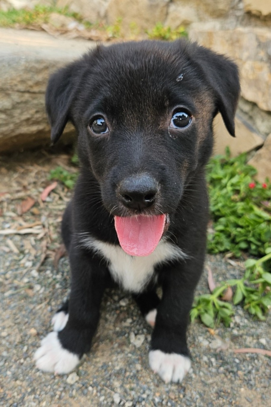 Sway - Medium Female Border Collie Mix Dog in ACT - PetRescue