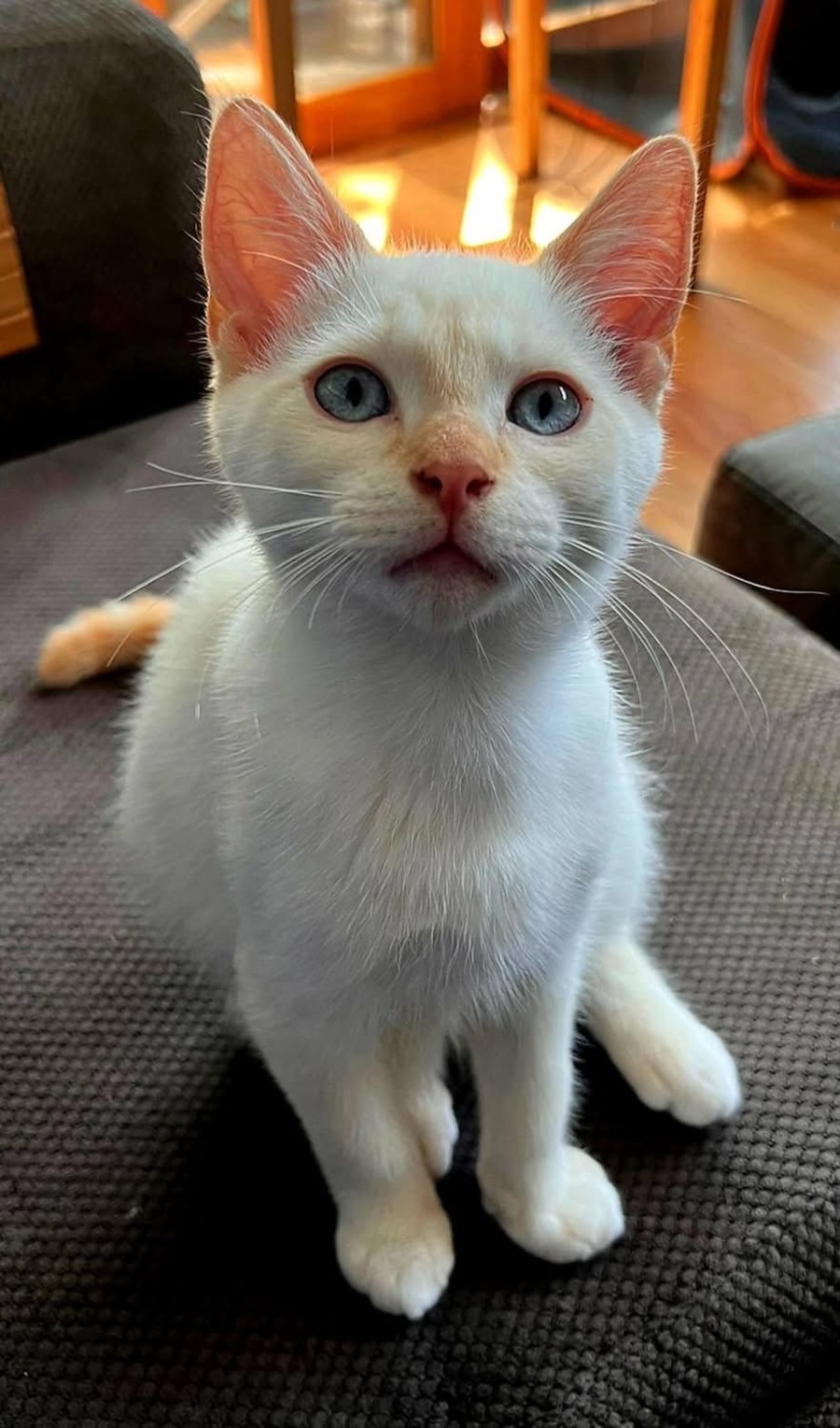 Simba - Male Domestic Short Hair (DSH) Cat in VIC - PetRescue