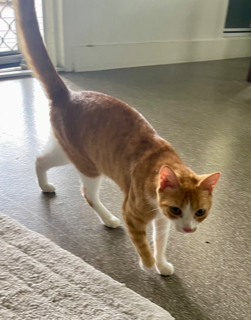 Ginger - Female Domestic Short Hair (DSH) Mix Cat in QLD - PetRescue