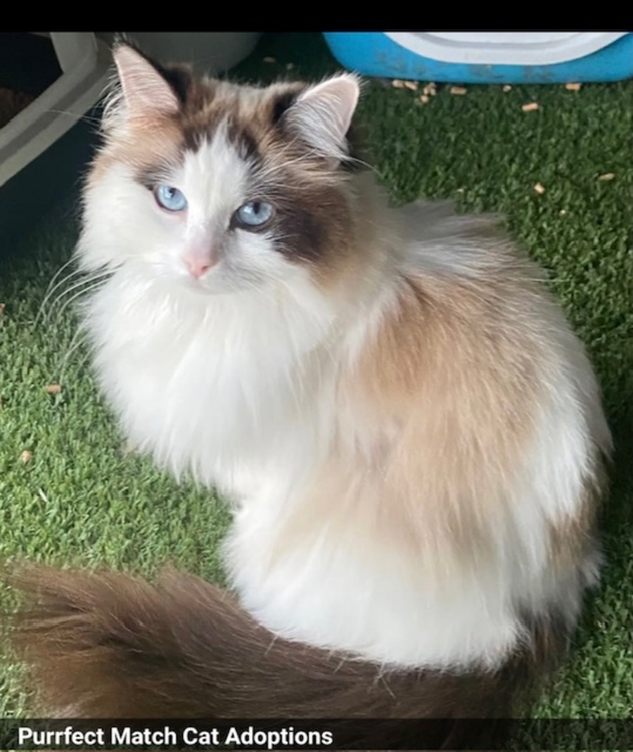 Annabelle - Female Ragdoll Cat in NSW - PetRescue