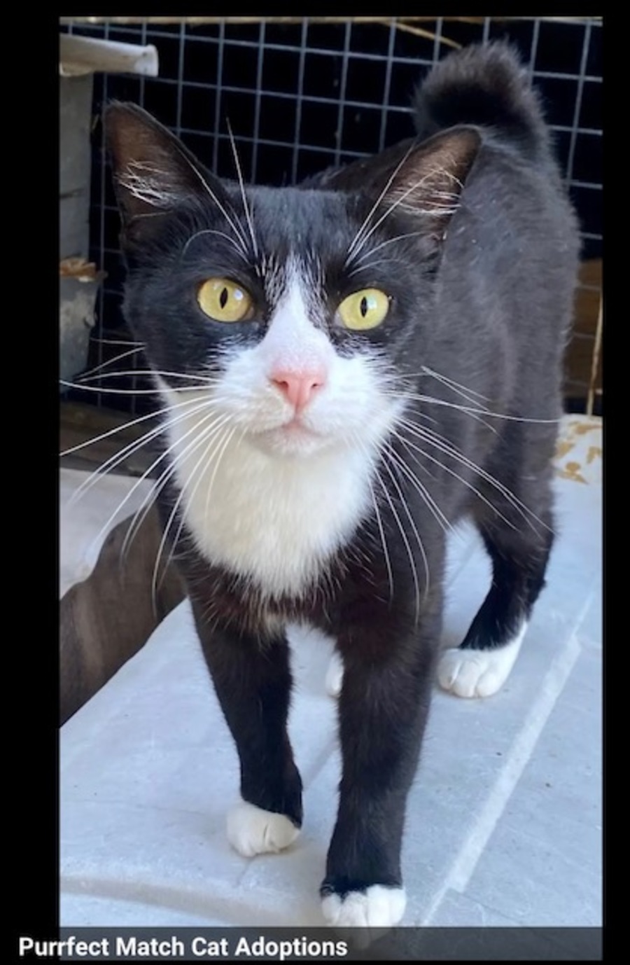 Alexa - Female Manx Mix Cat in NSW - PetRescue