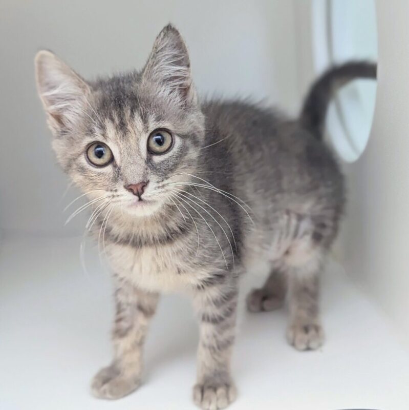 Cherry - Female Domestic Short Hair (DSH) Cat in NSW - PetRescue
