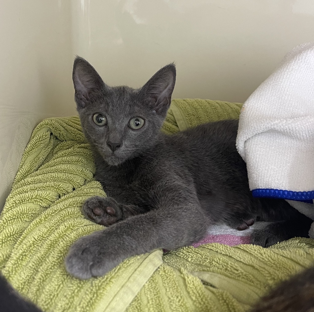 Janice - Female Manx Mix Cat in QLD - PetRescue