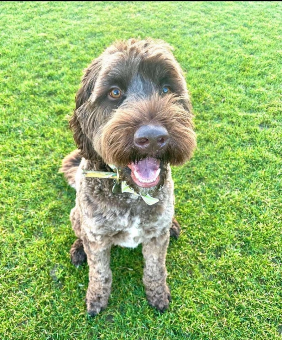 Murphy - Medium Male Labrador Retriever x Poodle (Standard) Dog in VIC ...