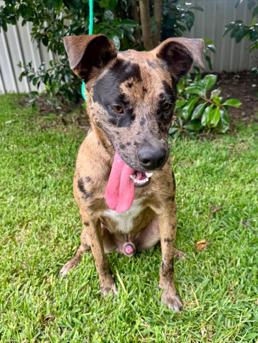 Lou - Medium Male Australian Koolie Mix Dog in NSW - PetRescue