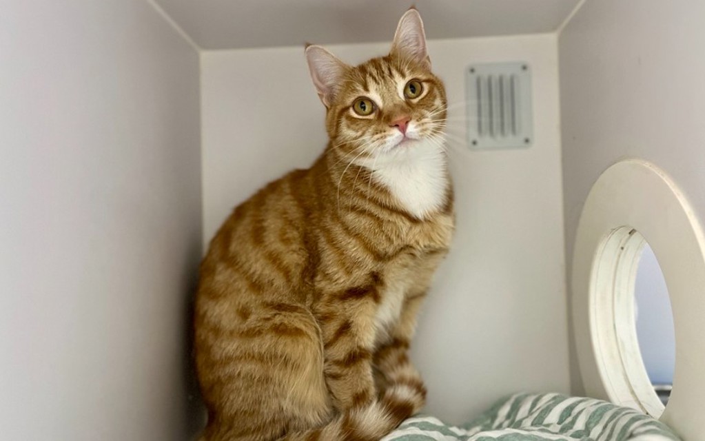 Philbert - Male Domestic Medium Hair Mix Cat in VIC - PetRescue