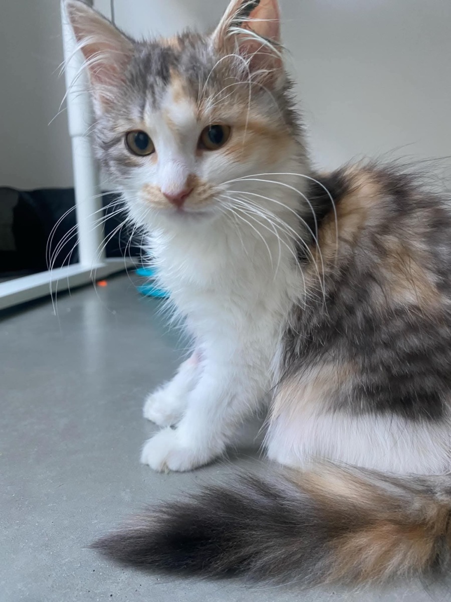 Mauve - Female Domestic Long Hair (DLH) Cat in VIC - PetRescue