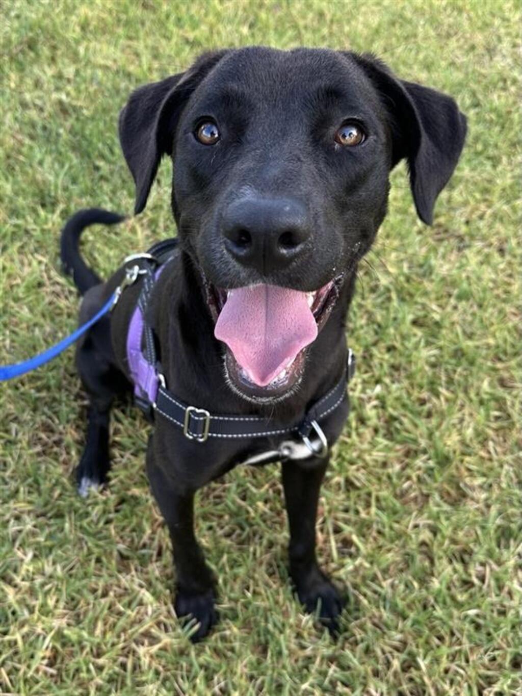 Dobby - Medium Male Kelpie x Labrador Mix Dog in VIC - PetRescue
