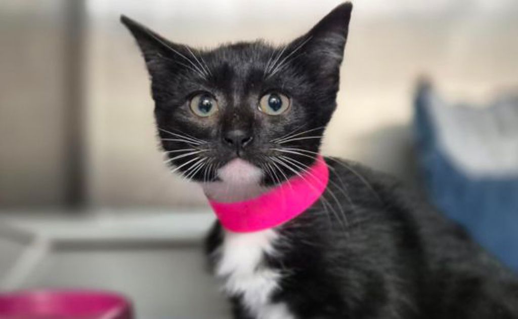 Maxine - Female Domestic Short Hair Mix Cat in VIC - PetRescue