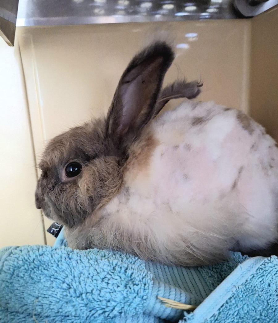 Parsley - Female Bunny Rabbit Rabbit in NSW - PetRescue