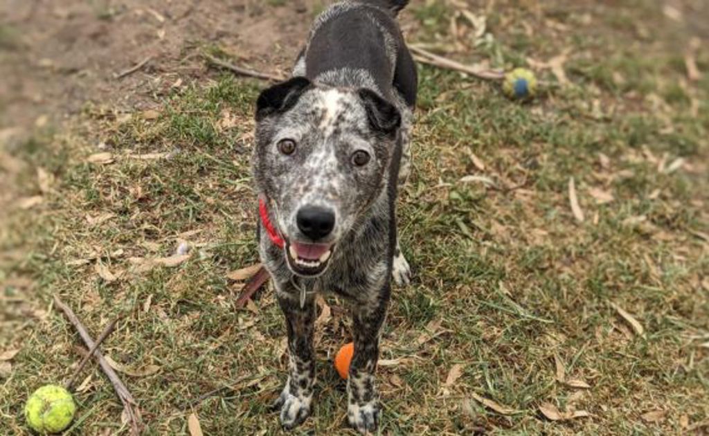 Jarrod - Medium Male Heeler Mix Dog in VIC - PetRescue
