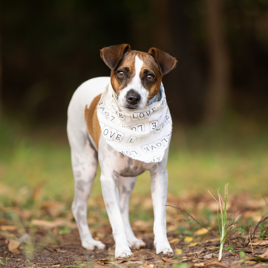 Pluto - Small Male Mini Foxy Mix Dog in QLD - PetRescue