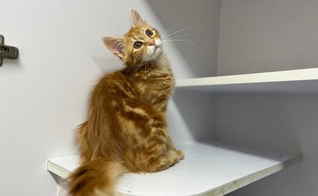 Mavis - Female Domestic Short Hair Mix Cat in VIC - PetRescue