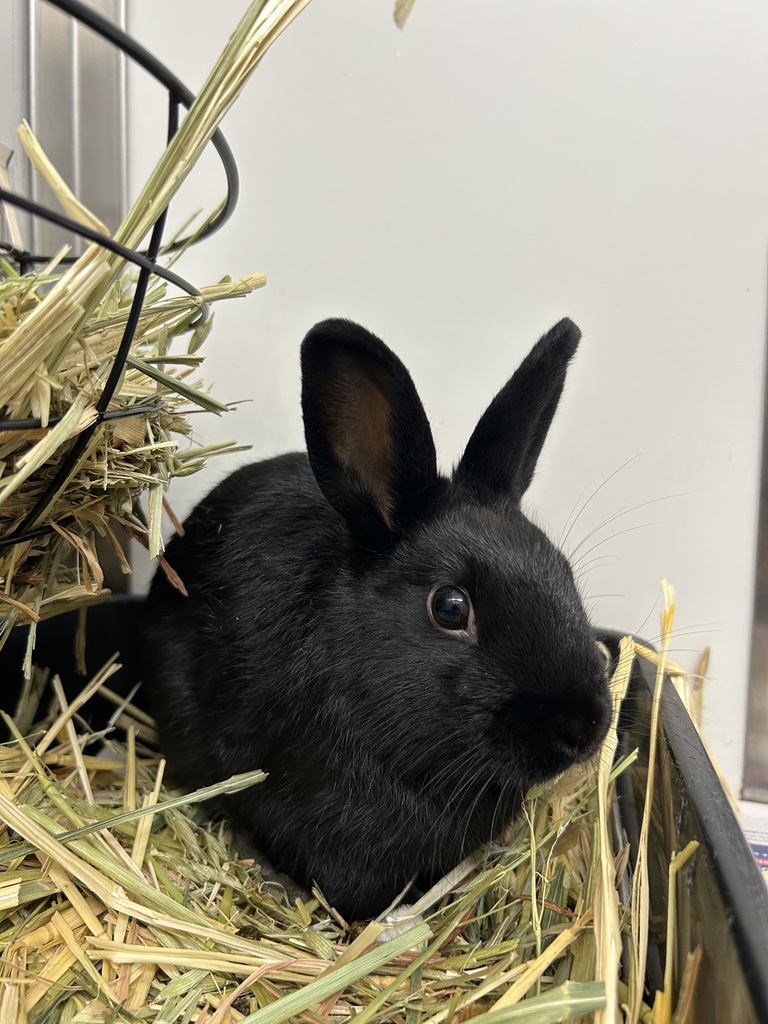 Cyprus - Male Dwarf Rabbit in VIC - PetRescue