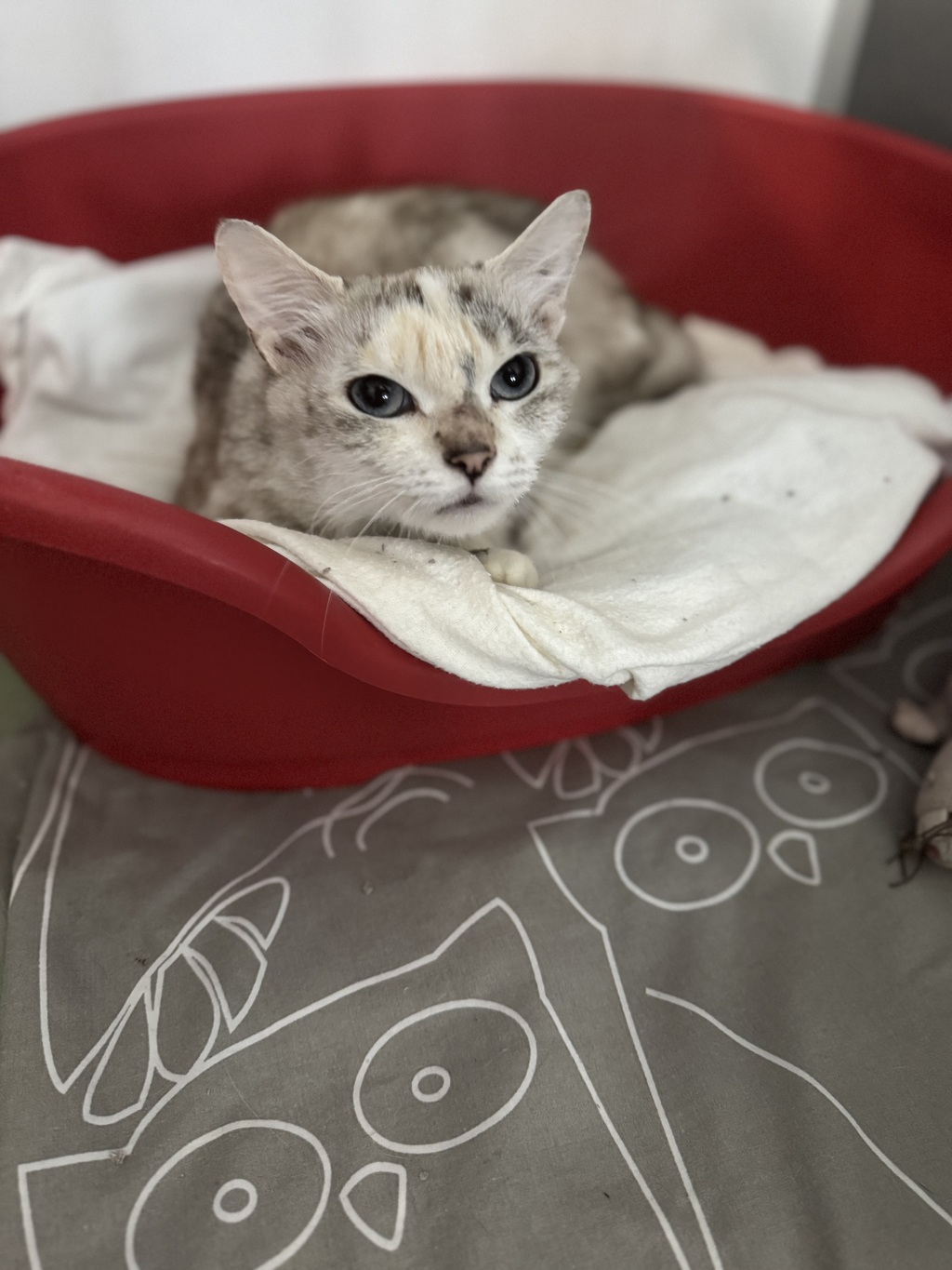 Celeste - Female Manx Mix Cat in QLD - PetRescue