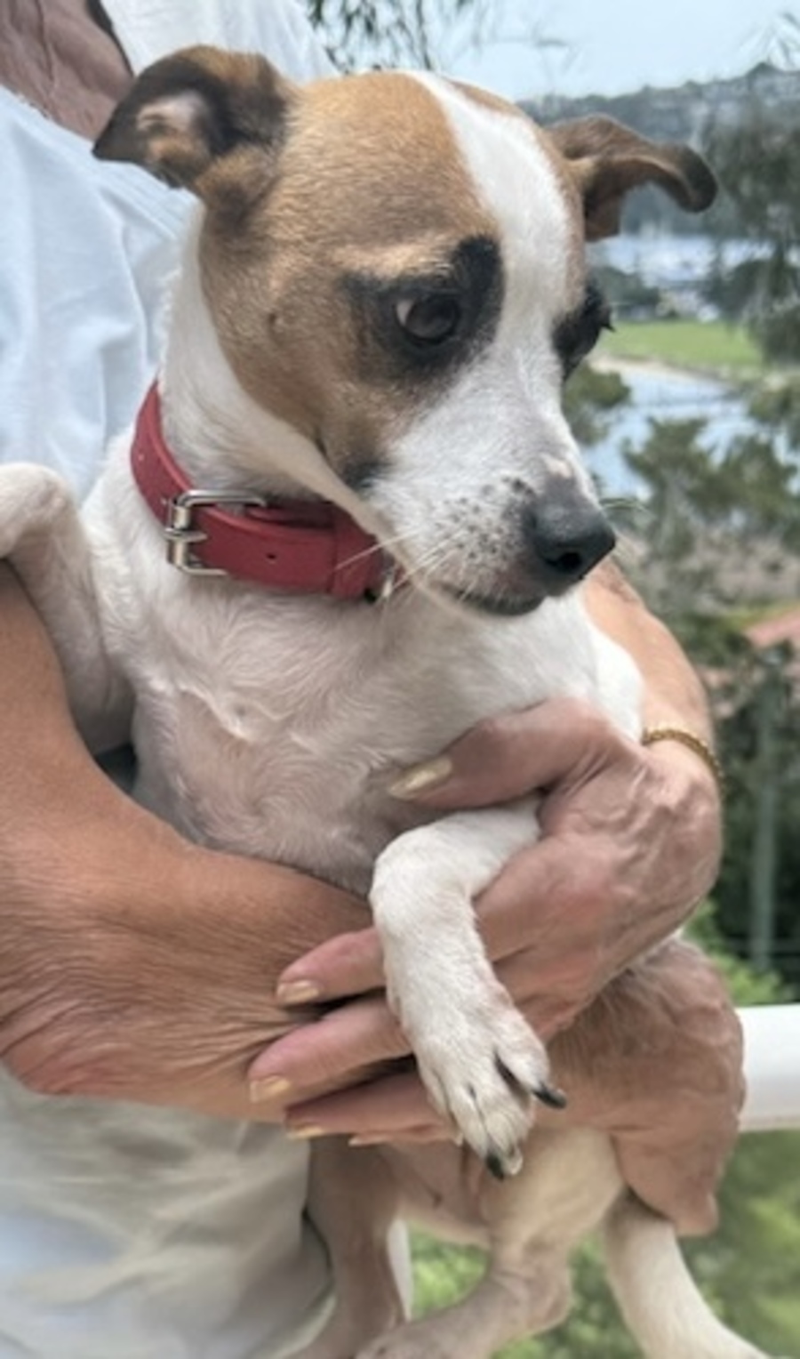 Libby - Small Female Jack Russell Terrier Dog in NSW - PetRescue