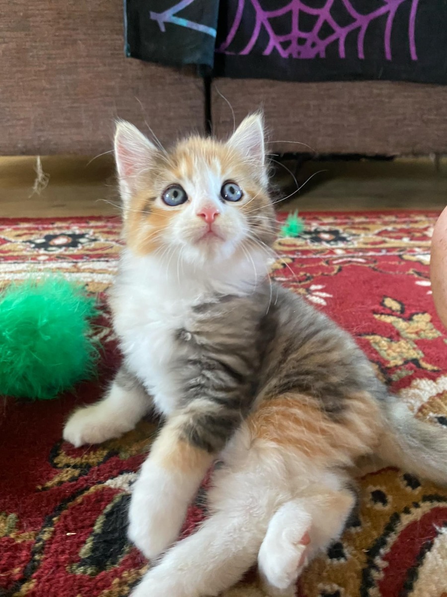 Rose - Female Domestic Long Hair (DLH) Cat in QLD - PetRescue