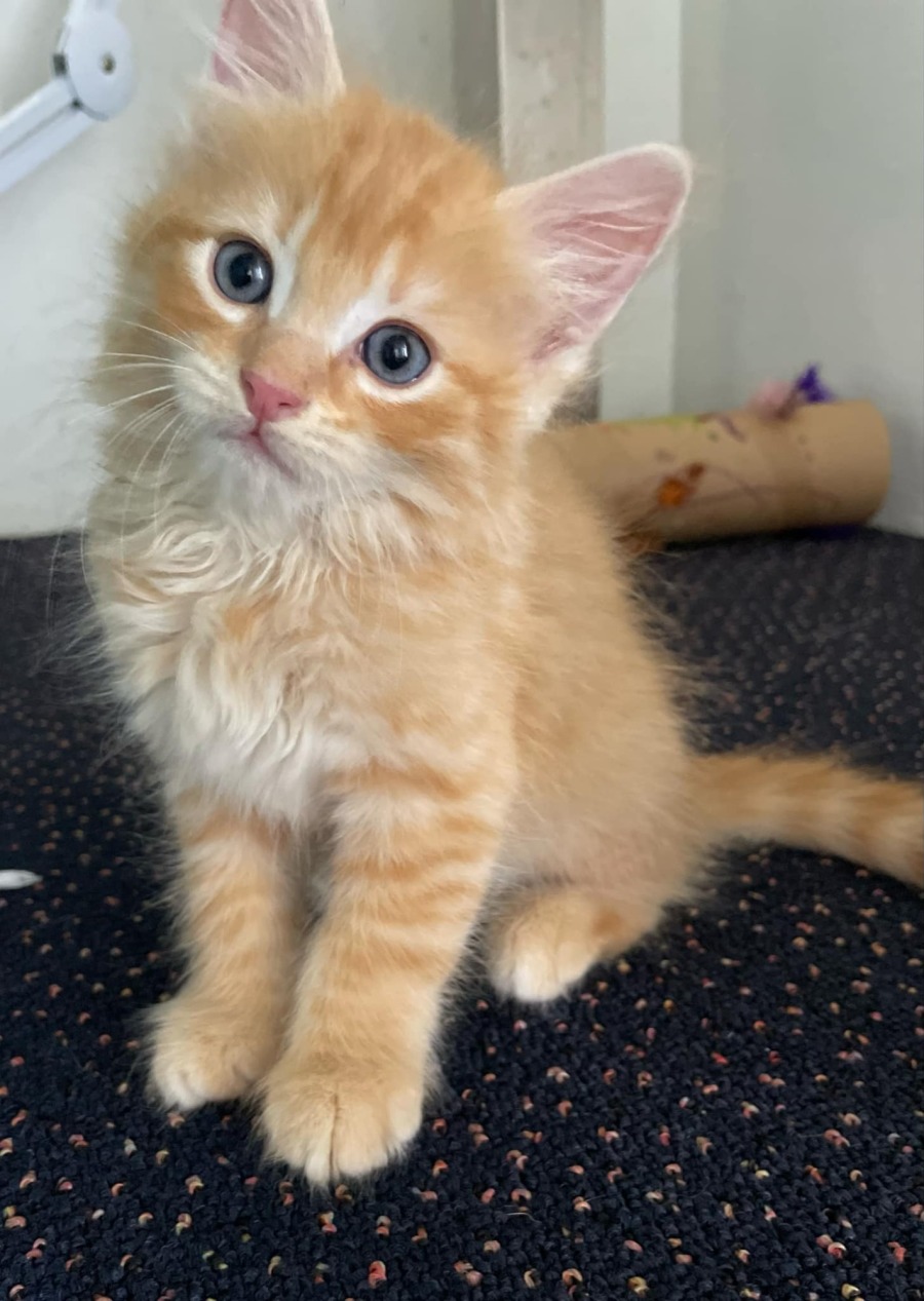 Valentine - Male Domestic Long Hair (DLH) Cat in QLD - PetRescue