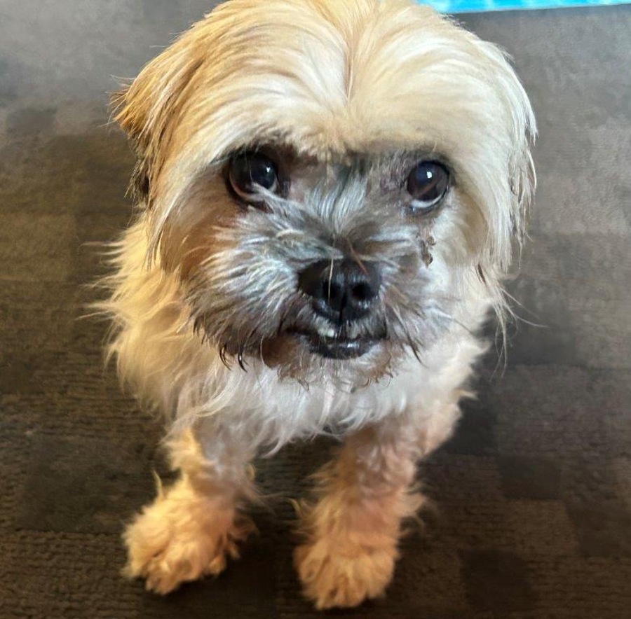 Gingy Newhaven - Small Female Maltese Mix Dog in VIC - PetRescue