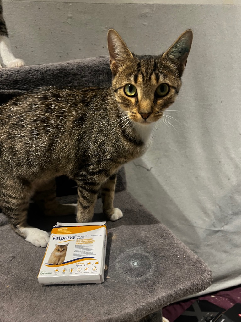 Catlin - Female Domestic Short Hair (DSH) Mix Cat in VIC - PetRescue