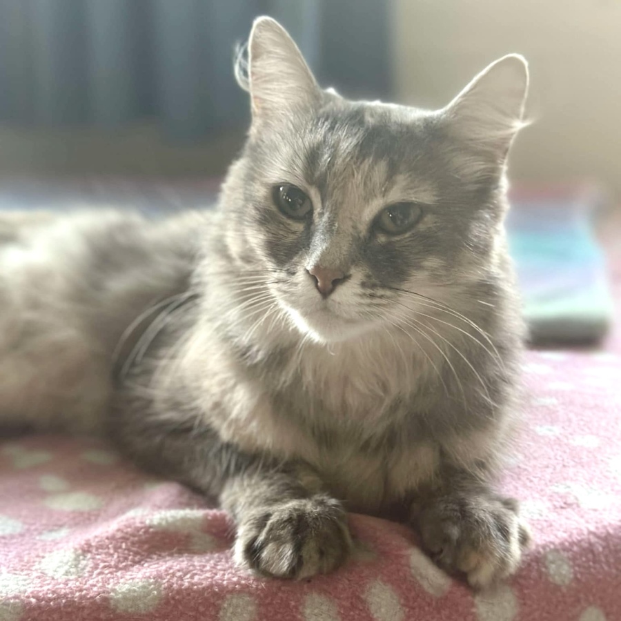 Astrid - Female Domestic Long Hair (DLH) Cat in QLD - PetRescue