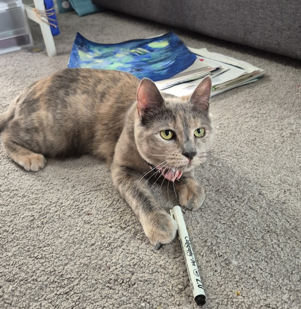 Peri Peri - Female Domestic Short Hair Mix Cat in WA - PetRescue